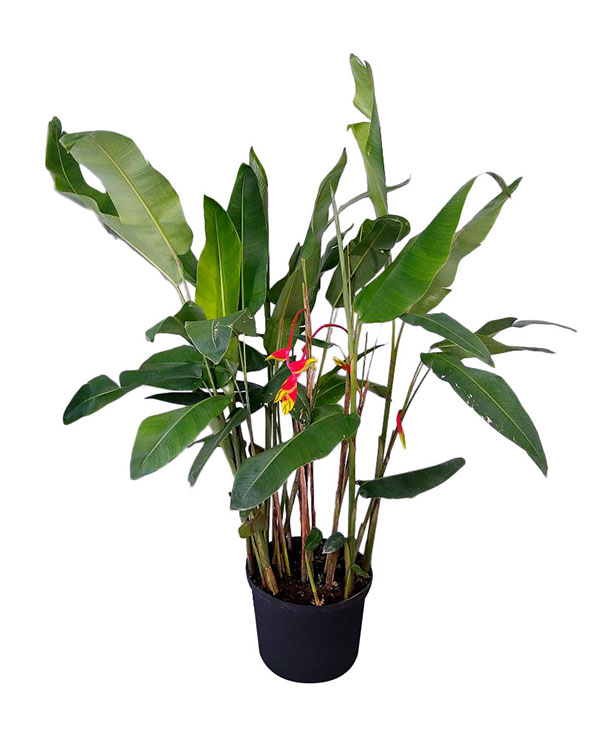 Buy Ravenala madagascariensis, Travelers Tree, Travelers Palm | Free ...