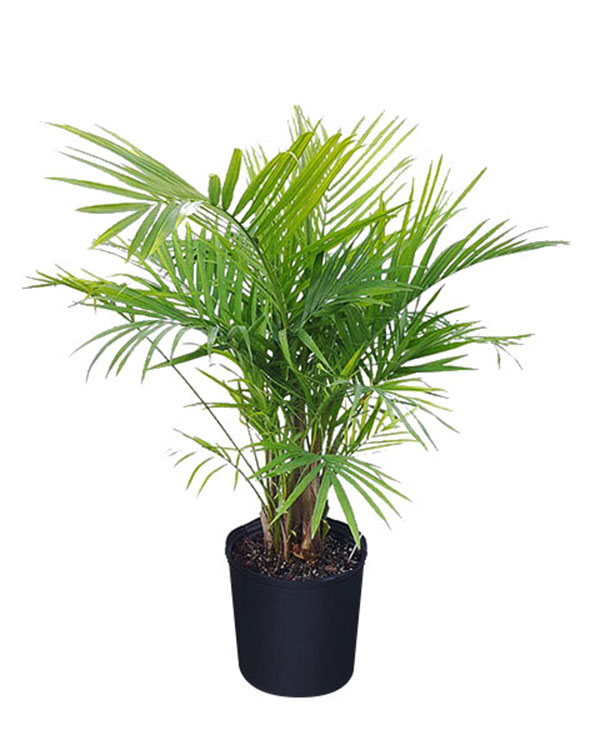 Buy Ravenea rivularis, Majesty Palm | Free Shipping over $100