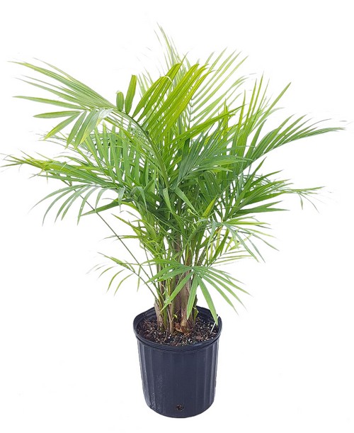 Ravenea rivularis, Majesty Palm | PlantVine