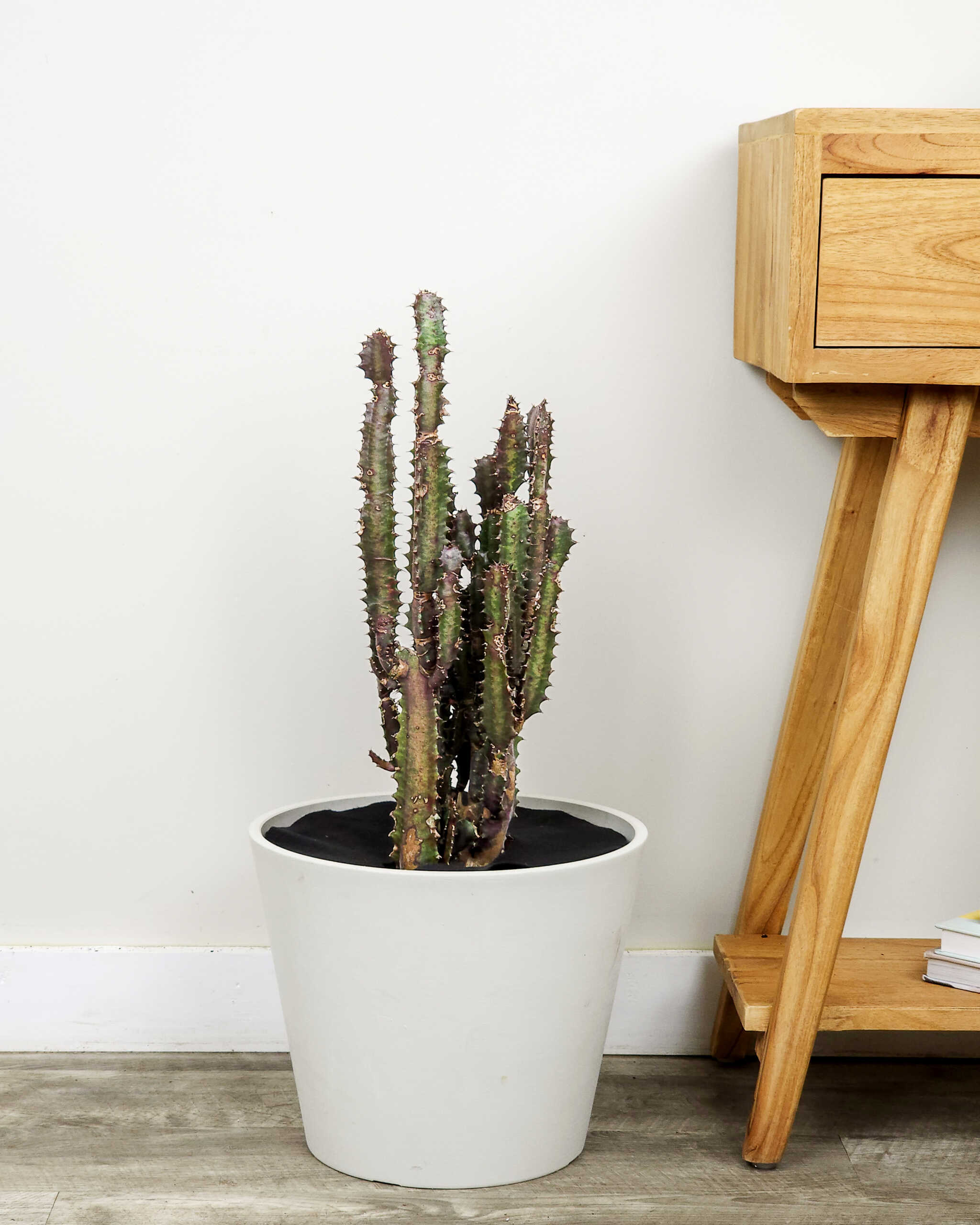Royal Red Cathedral Cactus | PlantVine