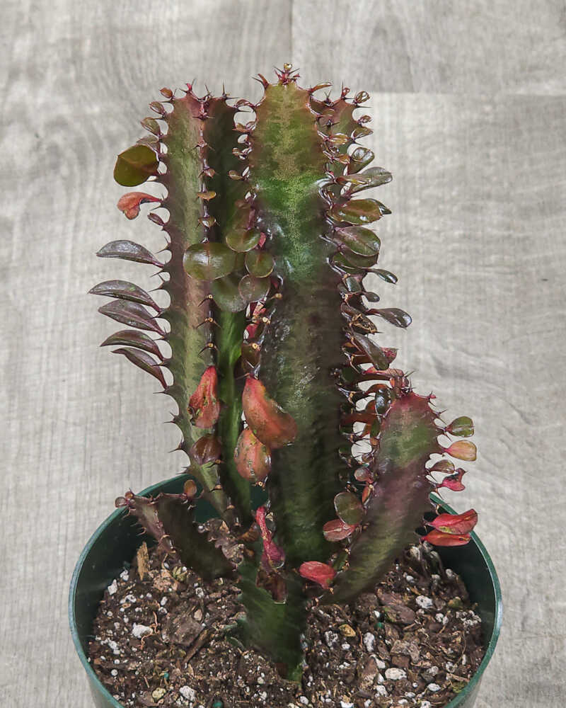 Cactus Varieties | PlantVine