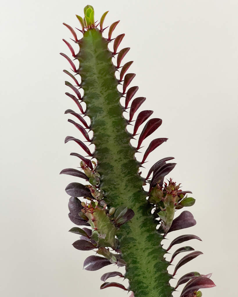 Royal Red Cathedral Cactus | PlantVine