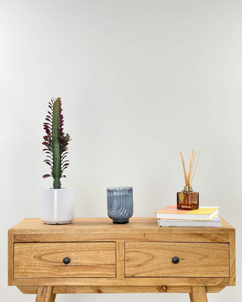 Royal Red Cathedral Cactus | PlantVine