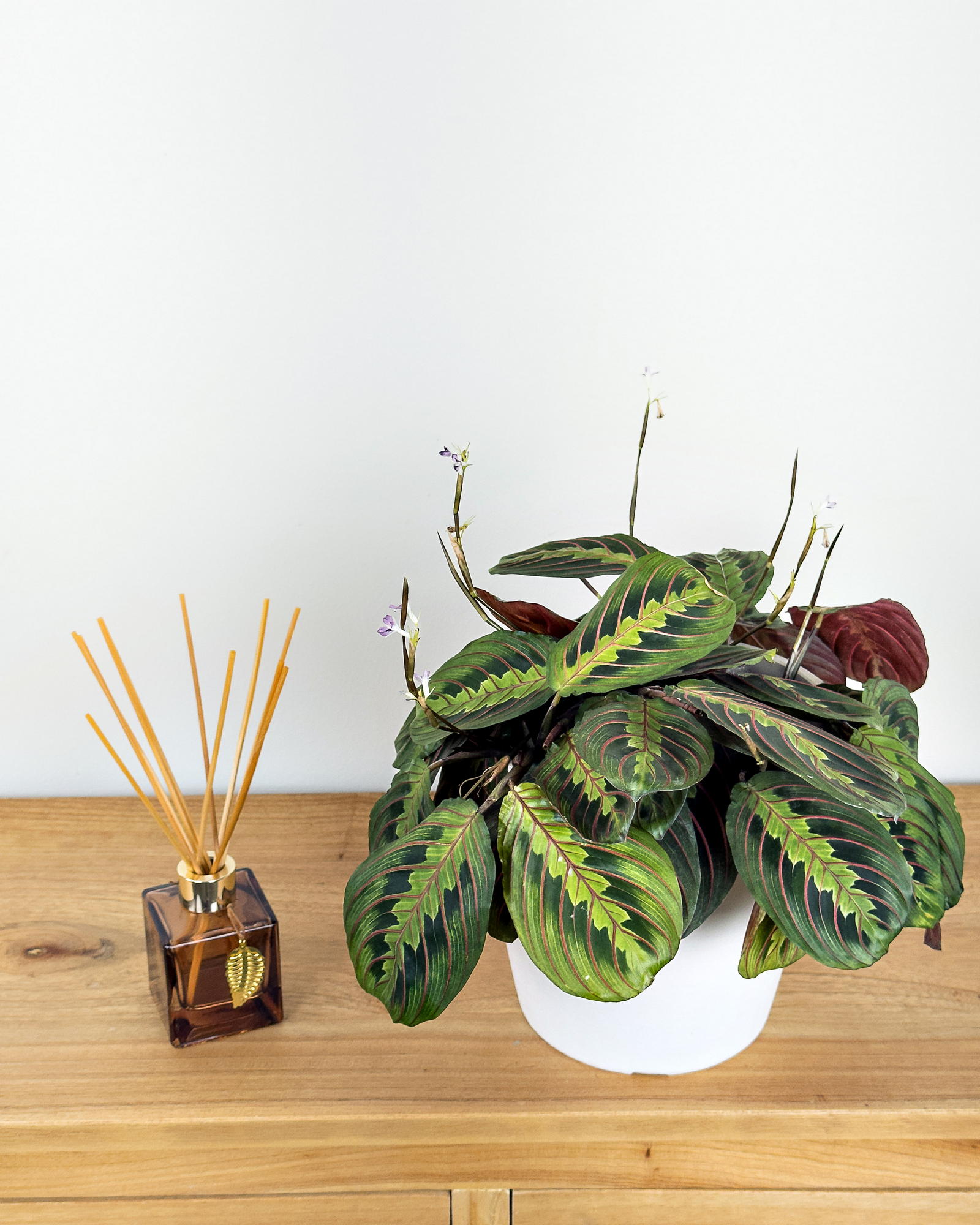 Red Maranta | PlantVine