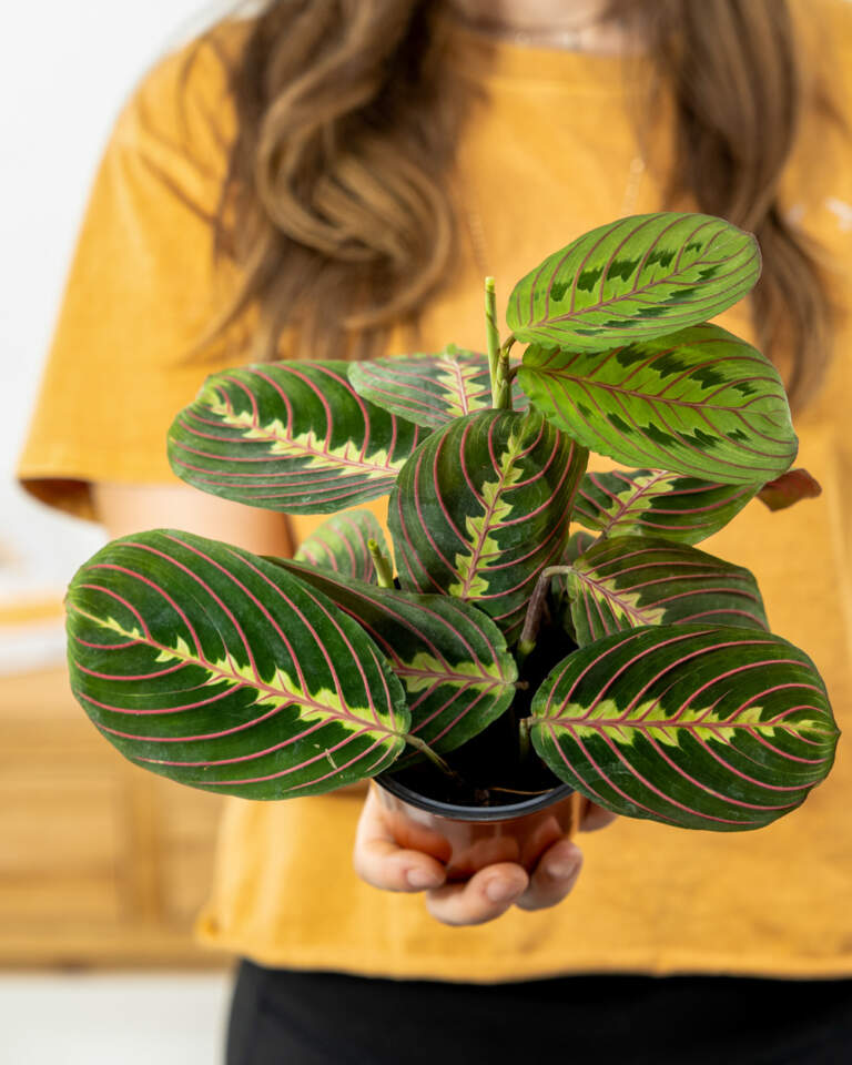 Red Maranta, Maranta leuconeura, Red Prayer Plant | PlantVine