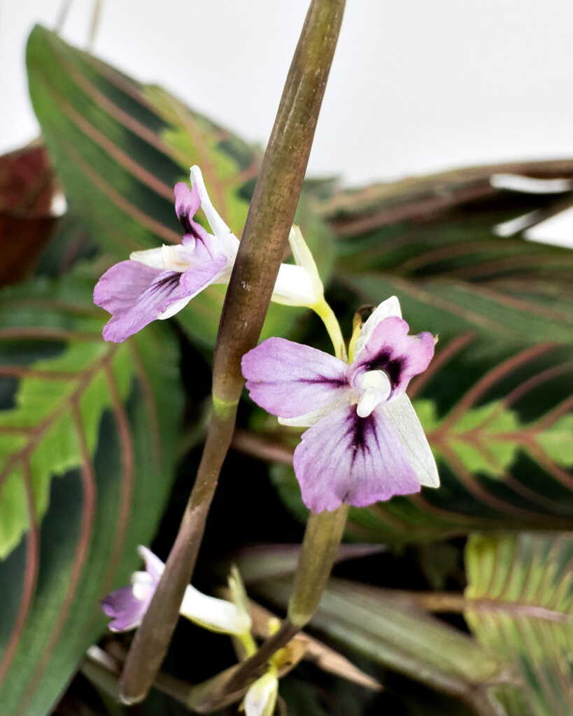 Red Maranta | PlantVine
