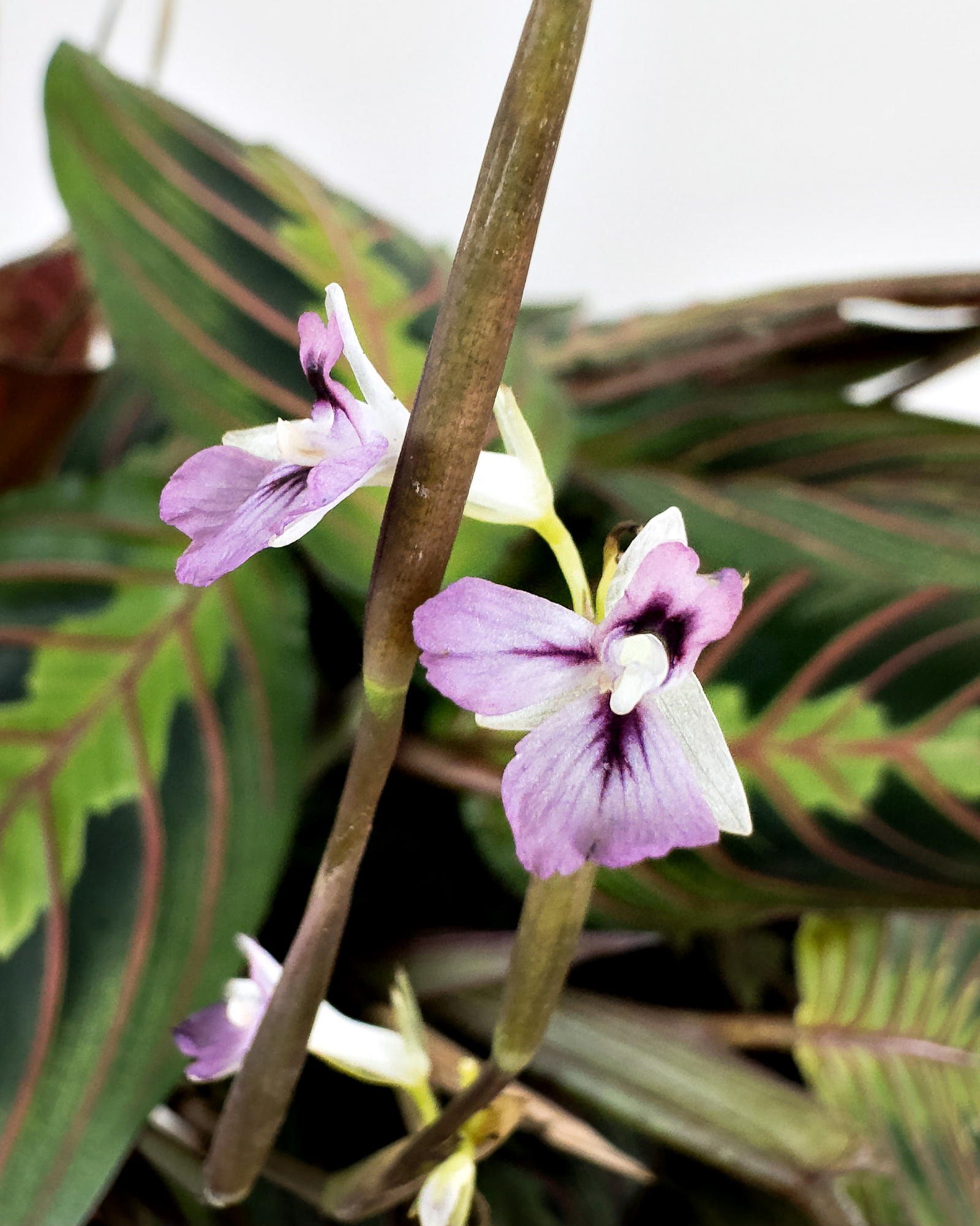 Red Maranta | PlantVine