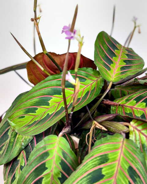 Maranta Varieties | PlantVine