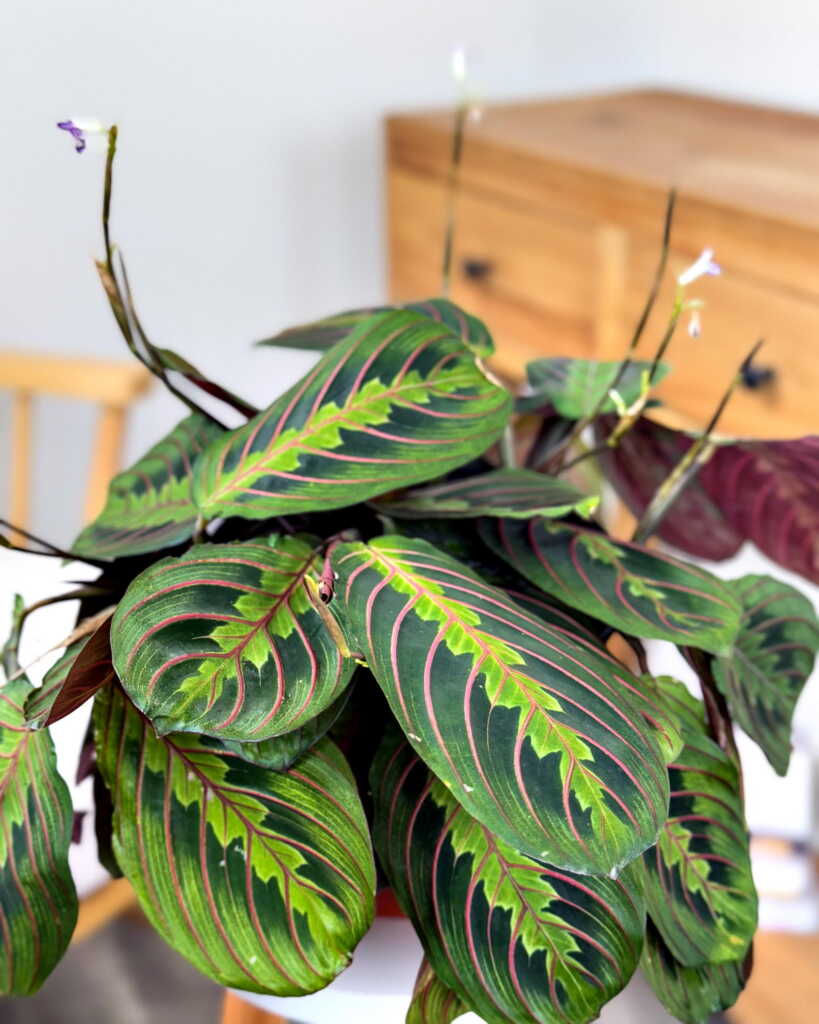 Homepage | PlantVine