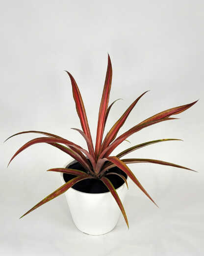 Ananas bracteatus, ‘Ornamental Red Pineapple’ | PlantVine