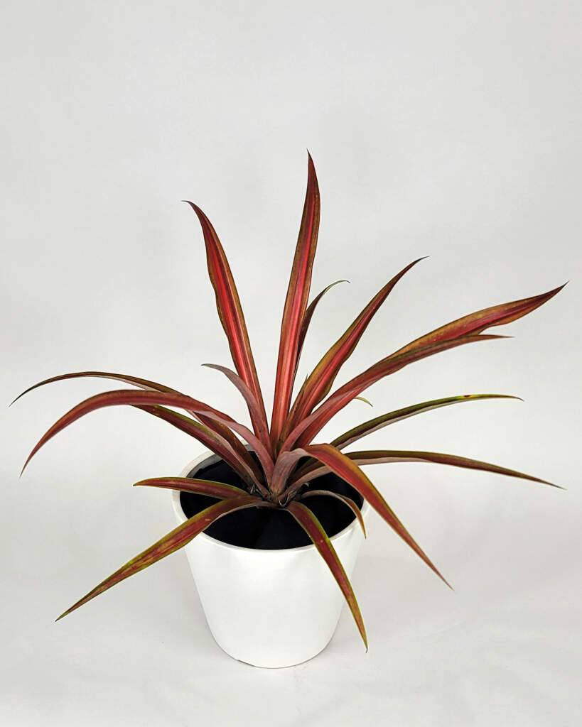 Ananas bracteatus, ‘Ornamental Red Pineapple’ | PlantVine