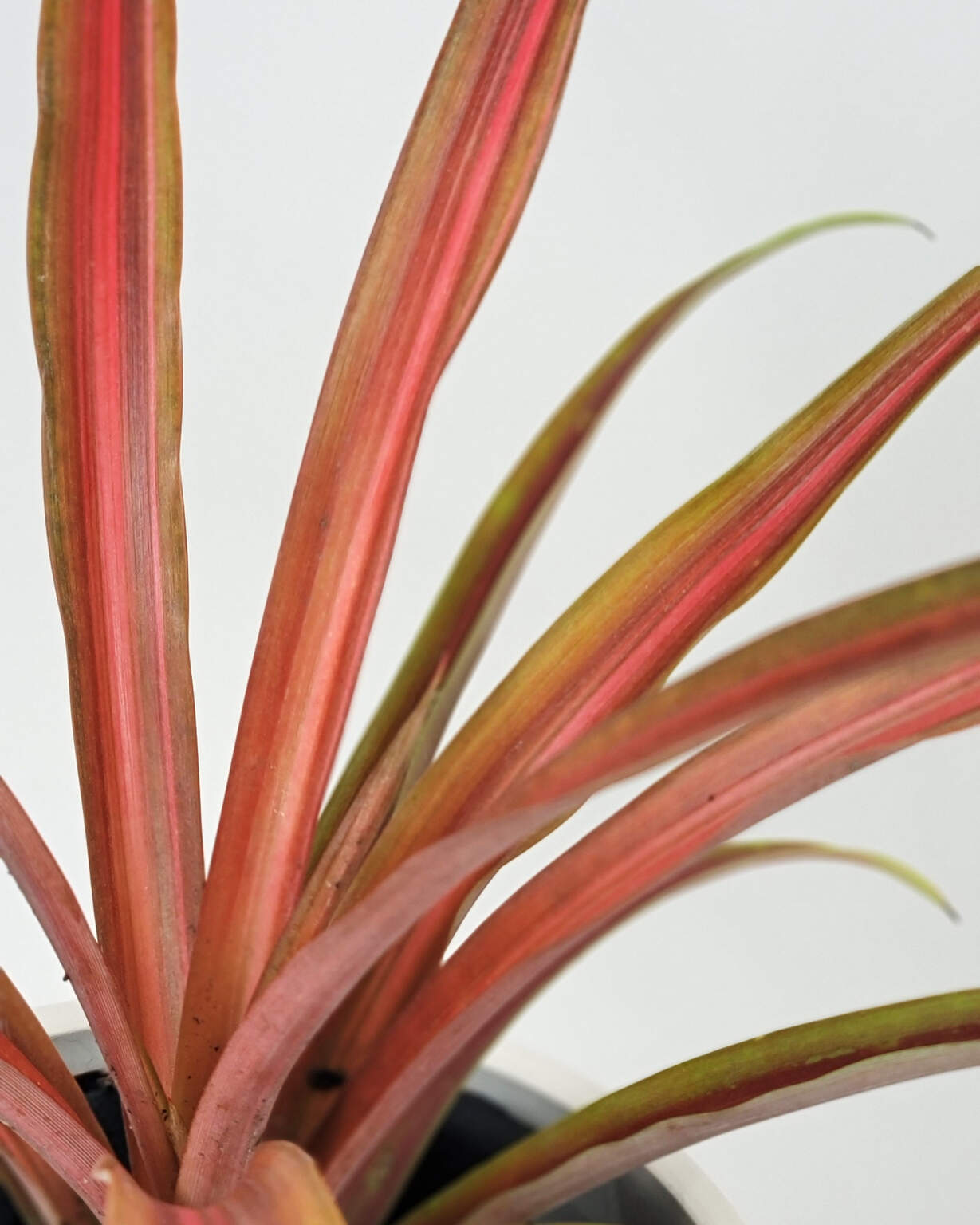 Ananas bracteatus, ‘Ornamental Red Pineapple’ | PlantVine