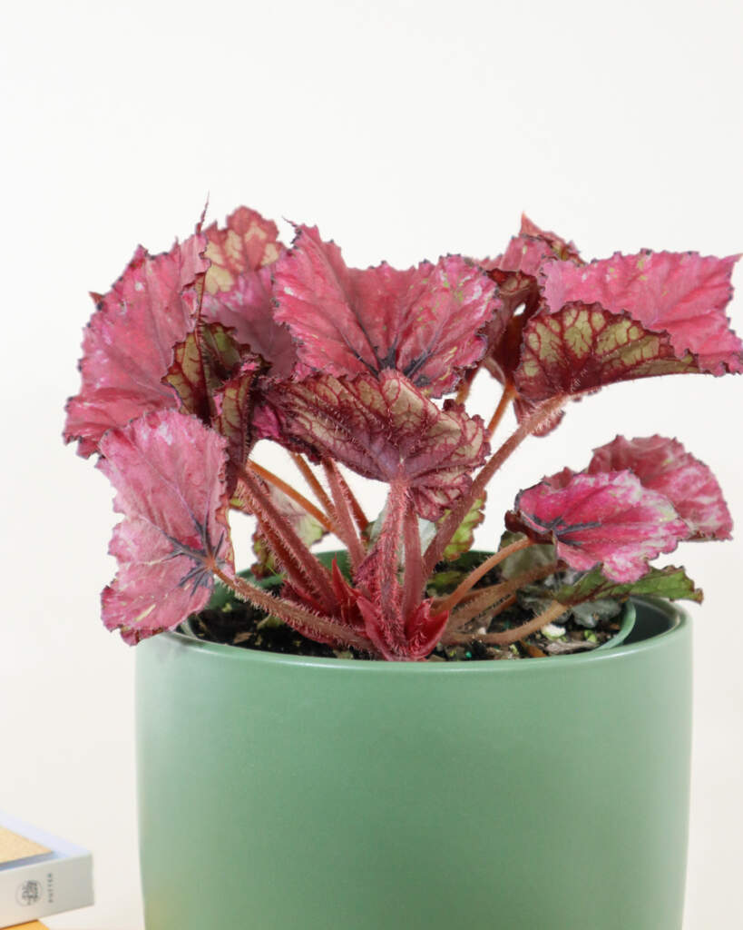 Red Rex Begonia | PlantVine