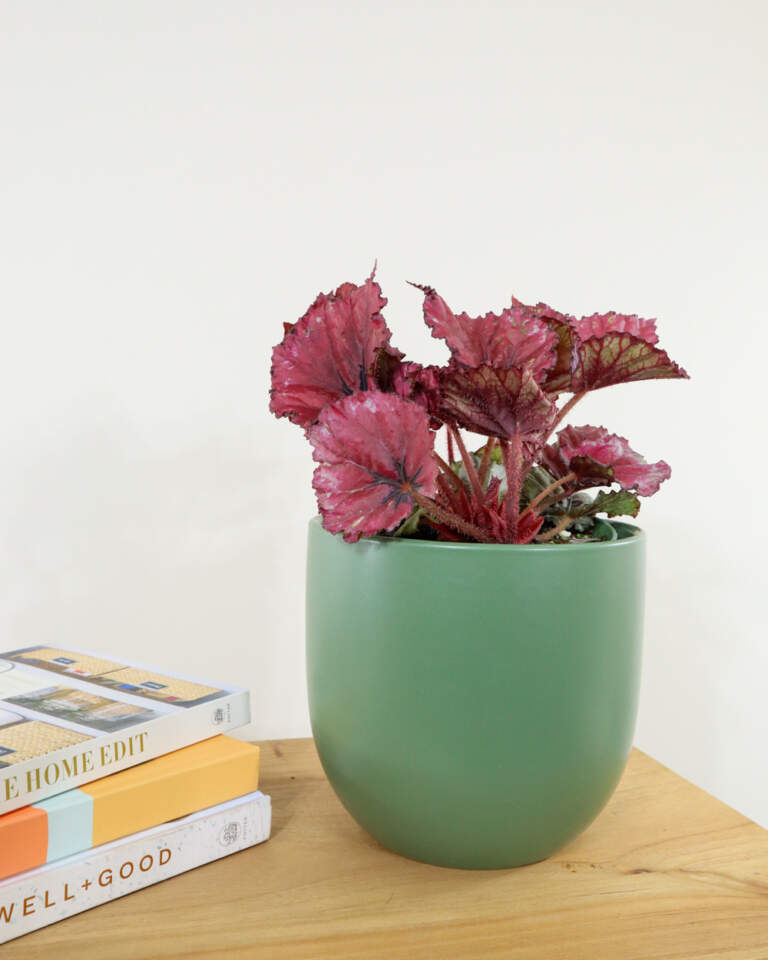 Red Rex Begonia | PlantVine