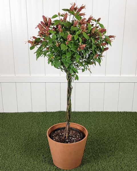 Flowering Outdoor Trees | PlantVine