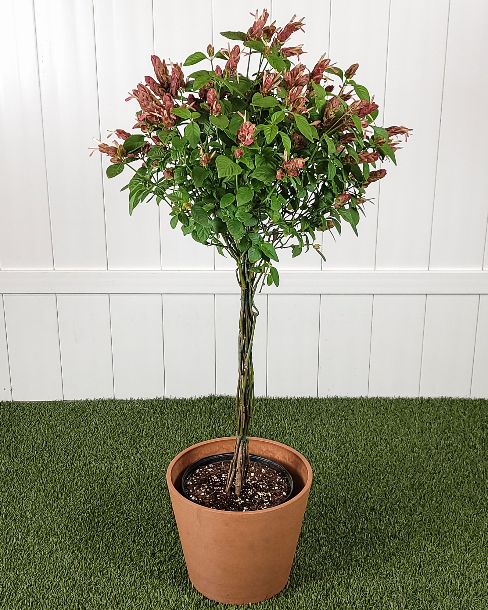 Red Shrimp Plant | PlantVine