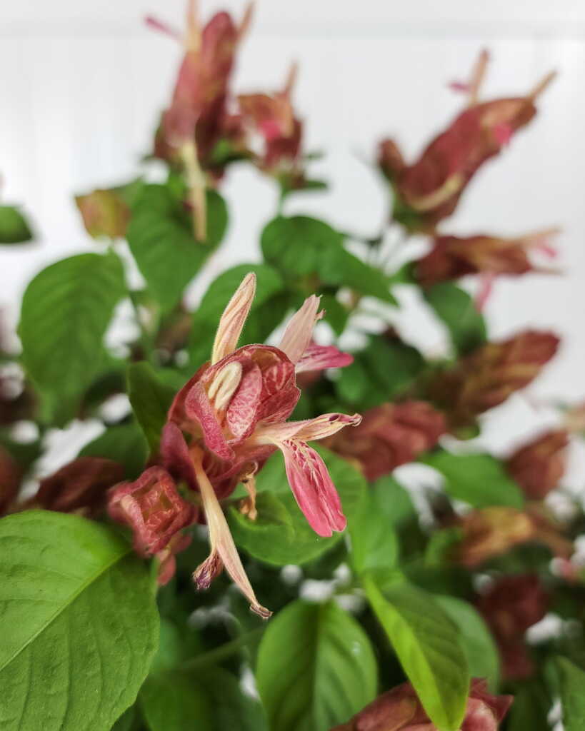 Red Shrimp Plant | PlantVine