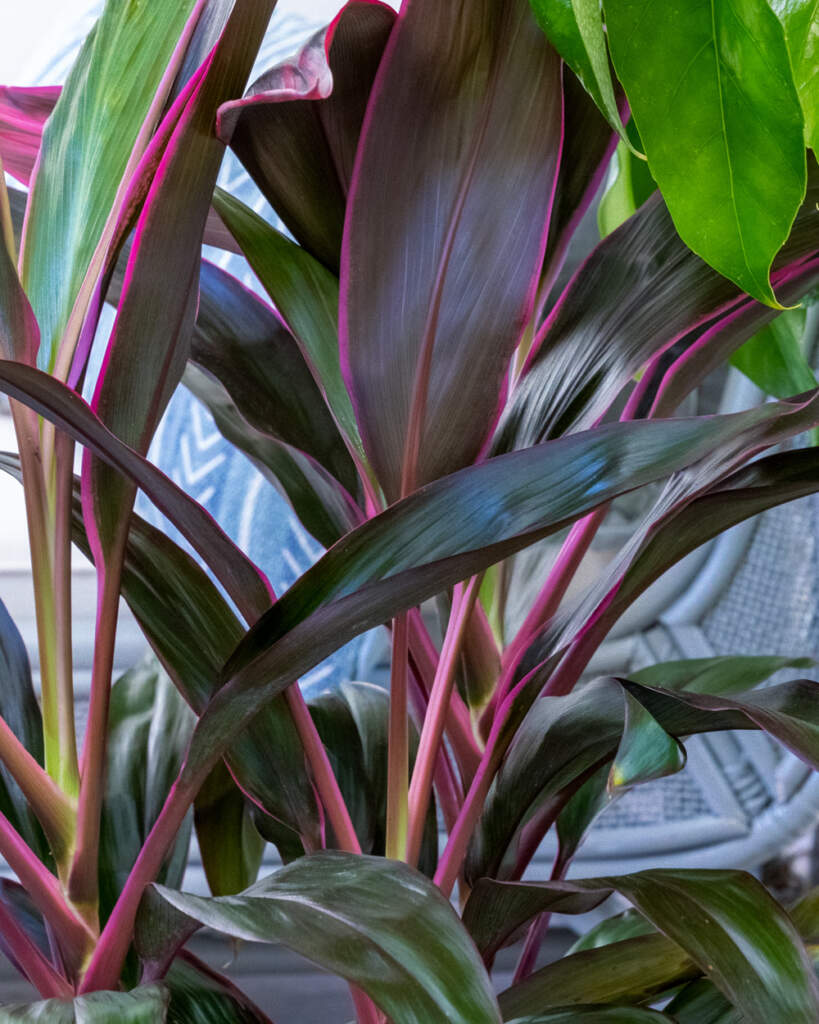 Cordyline fruticosa ‘Red Sister’, Ti Plant, Cordyline terminalis ...