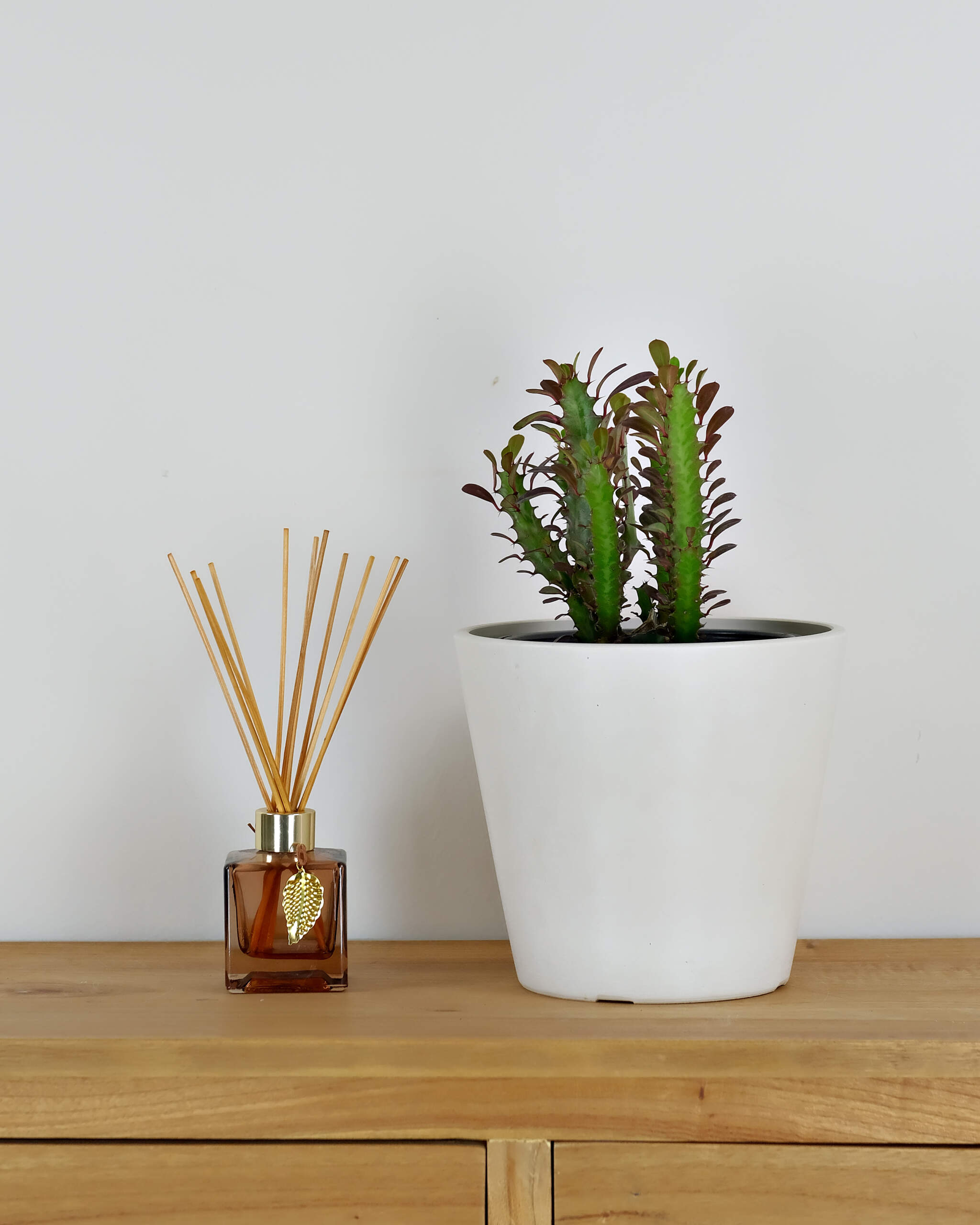Royal Red Cathedral Cactus | PlantVine