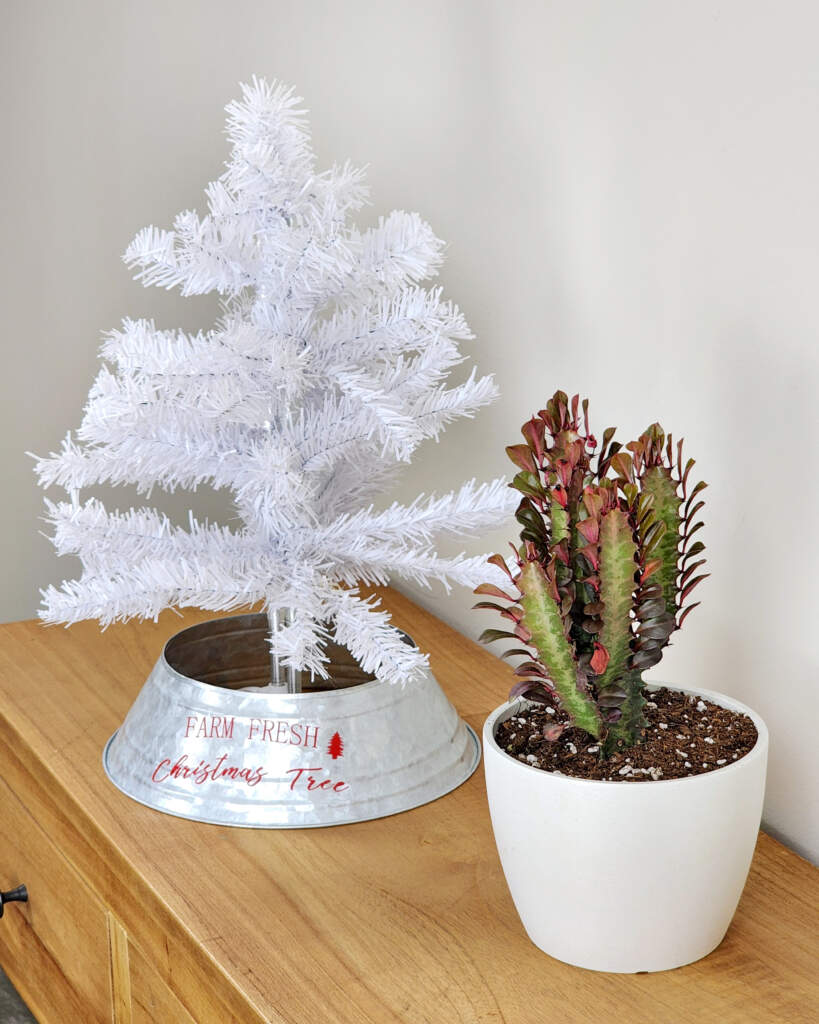 Red Cathedral Cactus with Meseta Planter | PlantVine