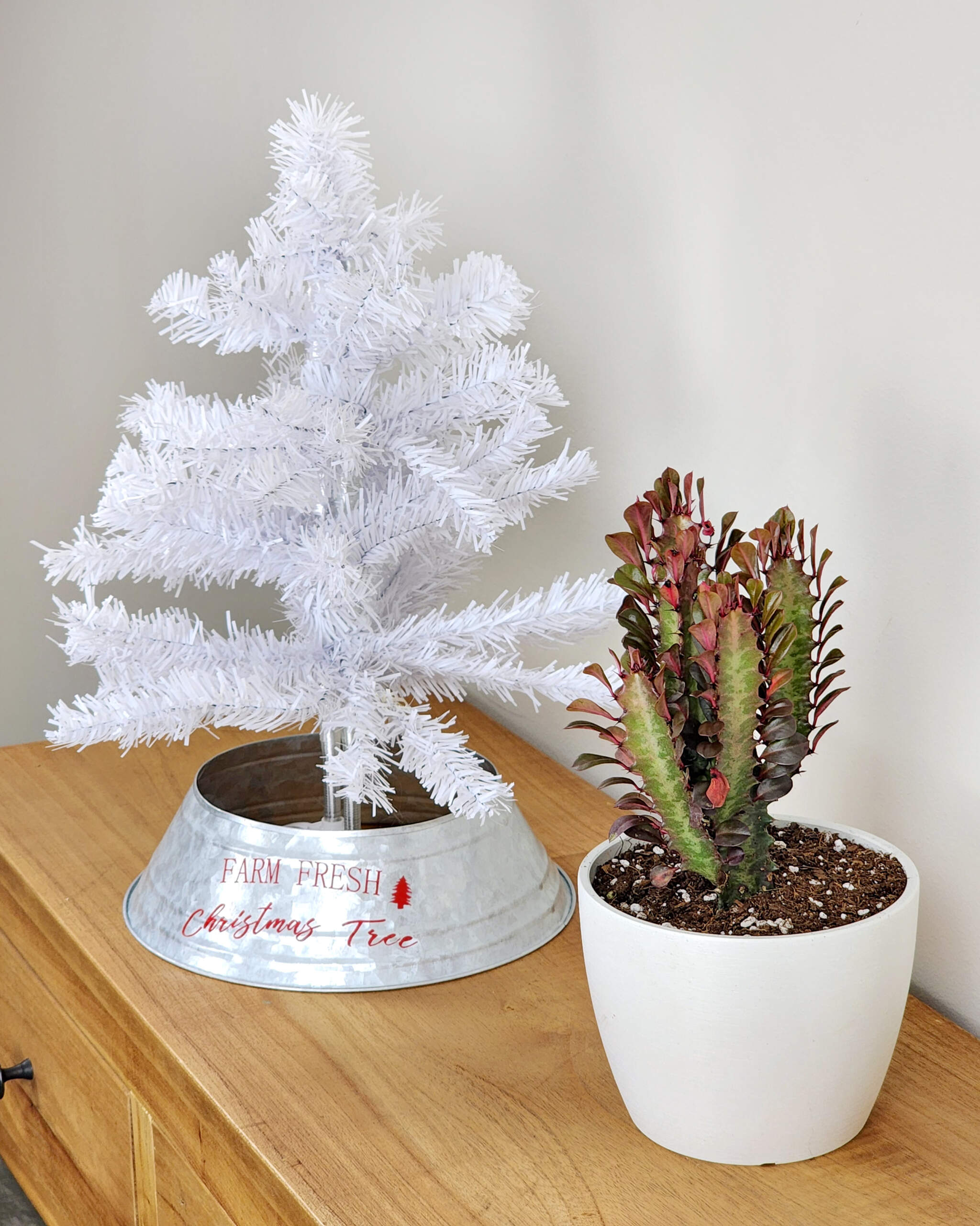 Red Cathedral Cactus with Meseta Planter | PlantVine
