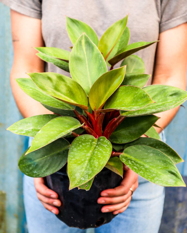 Philodendron ‘Red Back’ | PlantVine