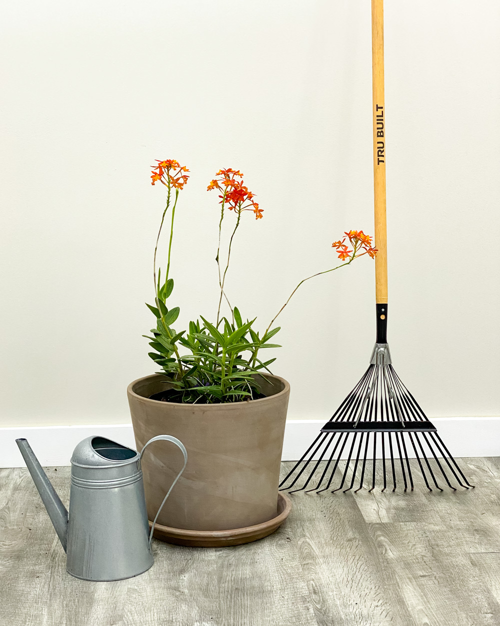 Reed Stem Orchid | PlantVine