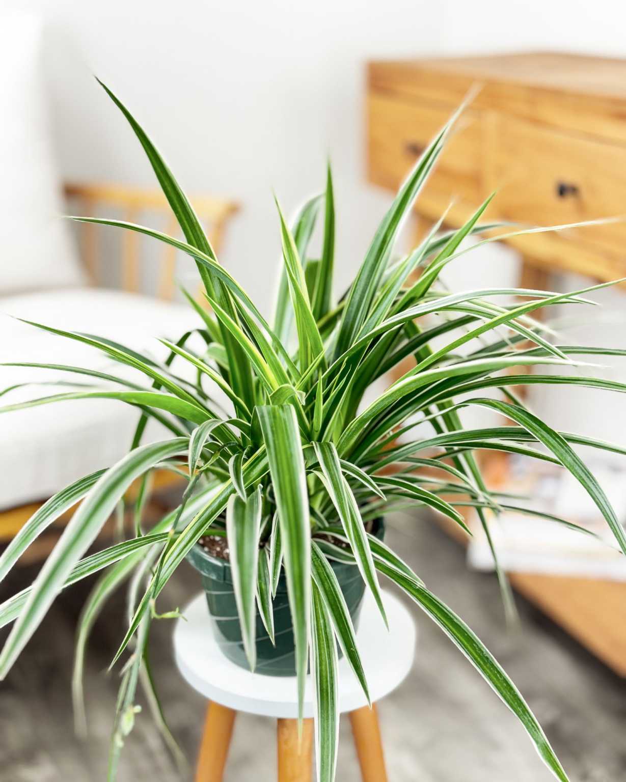 Best Plants for Dark Bathrooms | PlantVine