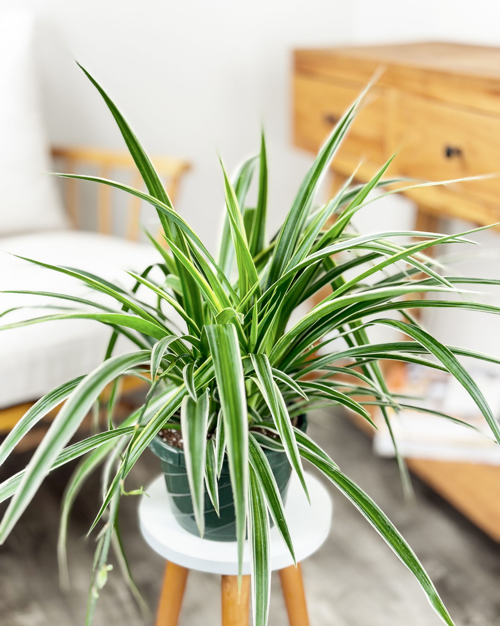 Reverse Variegated Spider Plant | PlantVine
