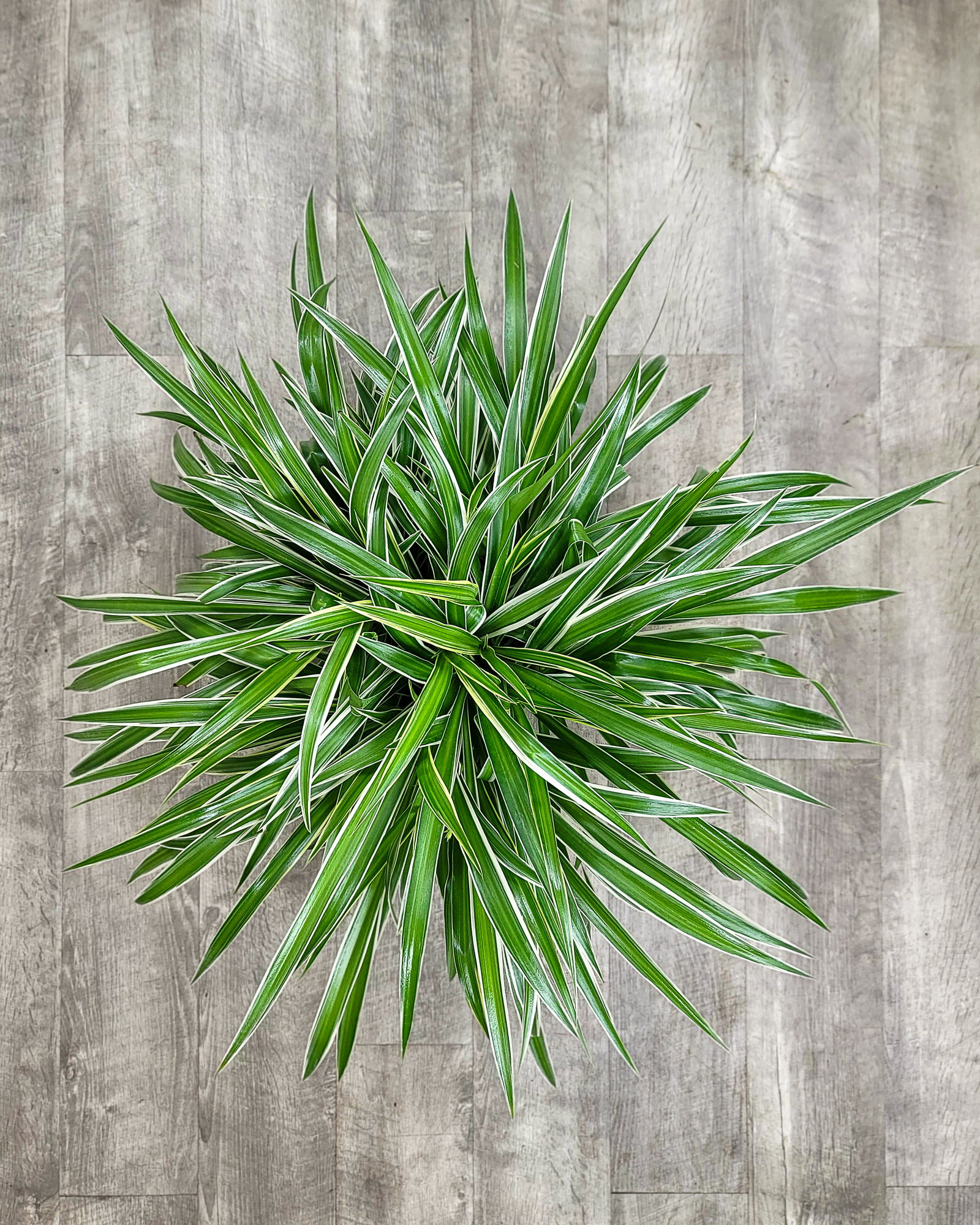 Spider Plant Varieties | PlantVine