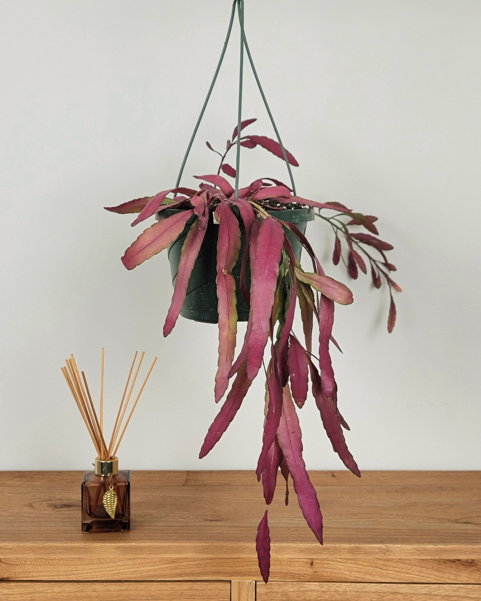 Rhipsalis Ramulosa ‘Red Coral’ | PlantVine