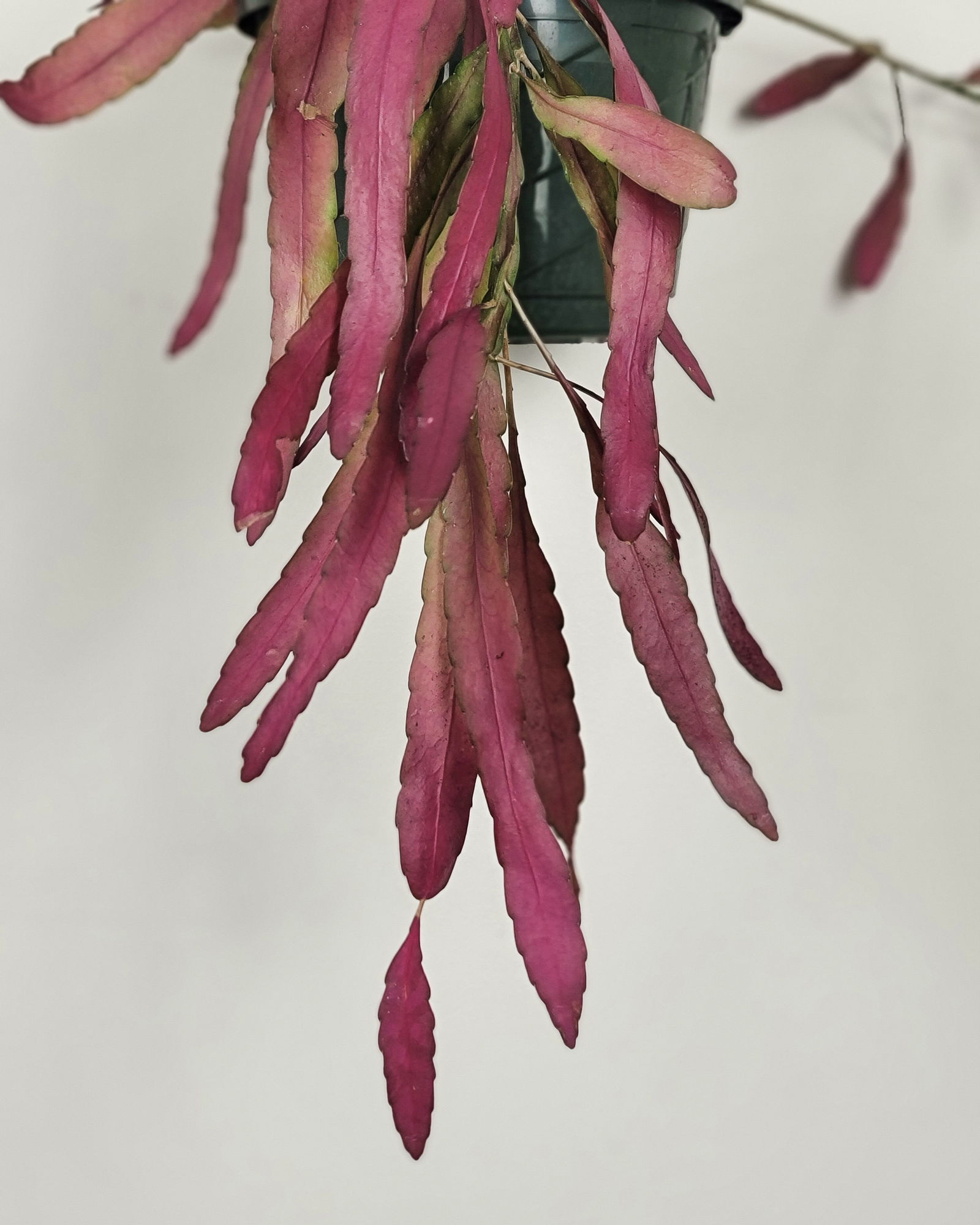 Rhipsalis Ramulosa ‘Red Coral’ | PlantVine