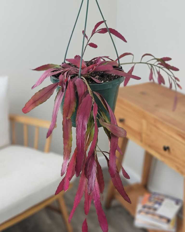 Rhipsalis Ramulosa ‘Red Coral’ | PlantVine