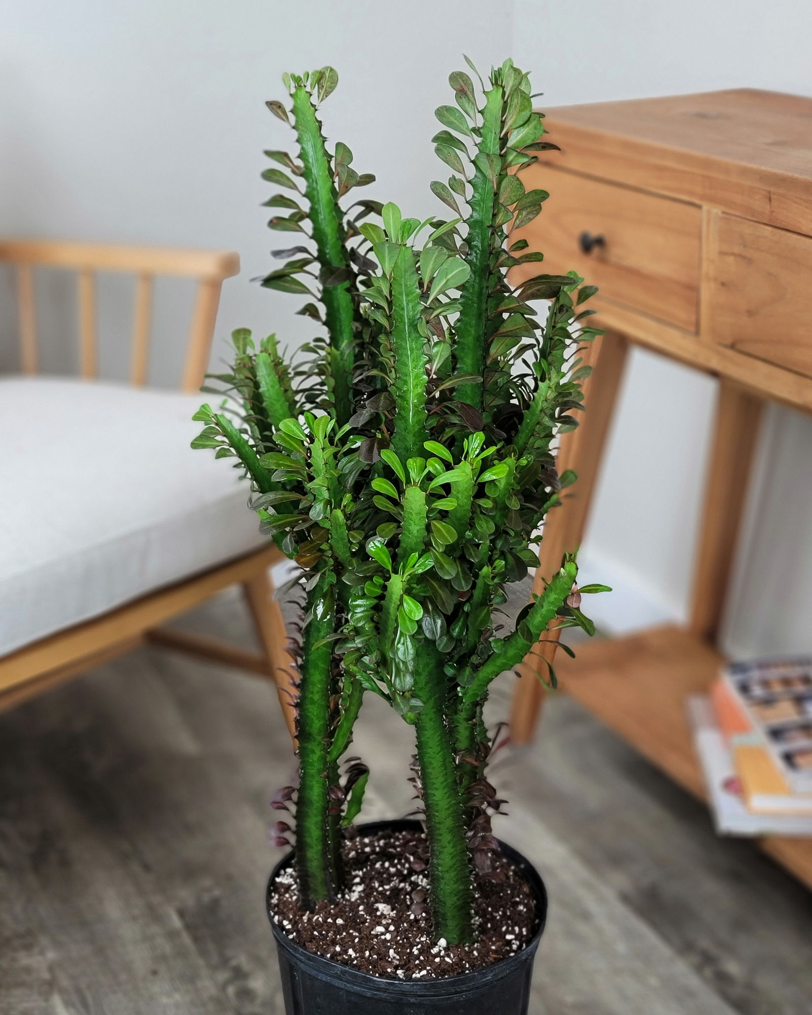 Brain Cactus | PlantVine