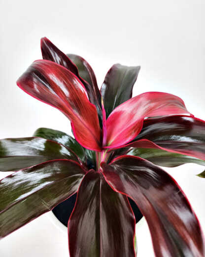 Cordyline fruticosa ‘Ruby’ | PlantVine