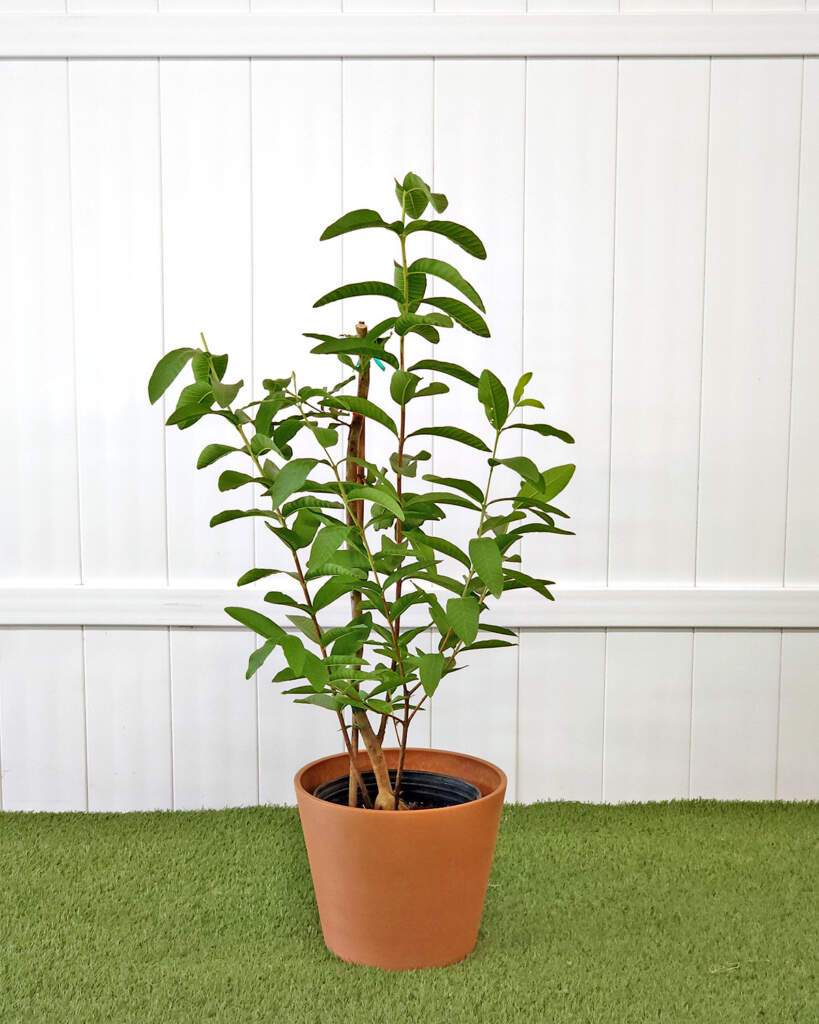 Ruby Red Guava Fruit Tree | PlantVine