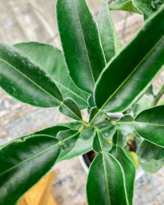 Ruby Red Grapefruit Citrus Tree | PlantVine