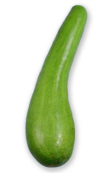 Avocado Varieties | PlantVine