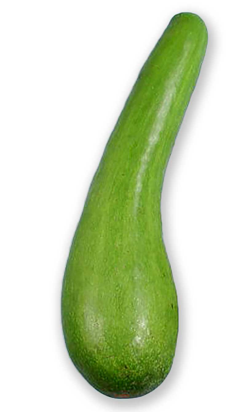 Avocado Varieties | PlantVine