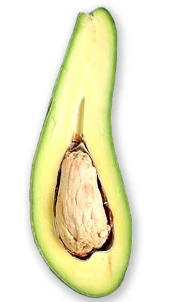 Avocado Varieties | PlantVine