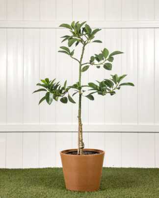 Russell Avocado Tree | PlantVine