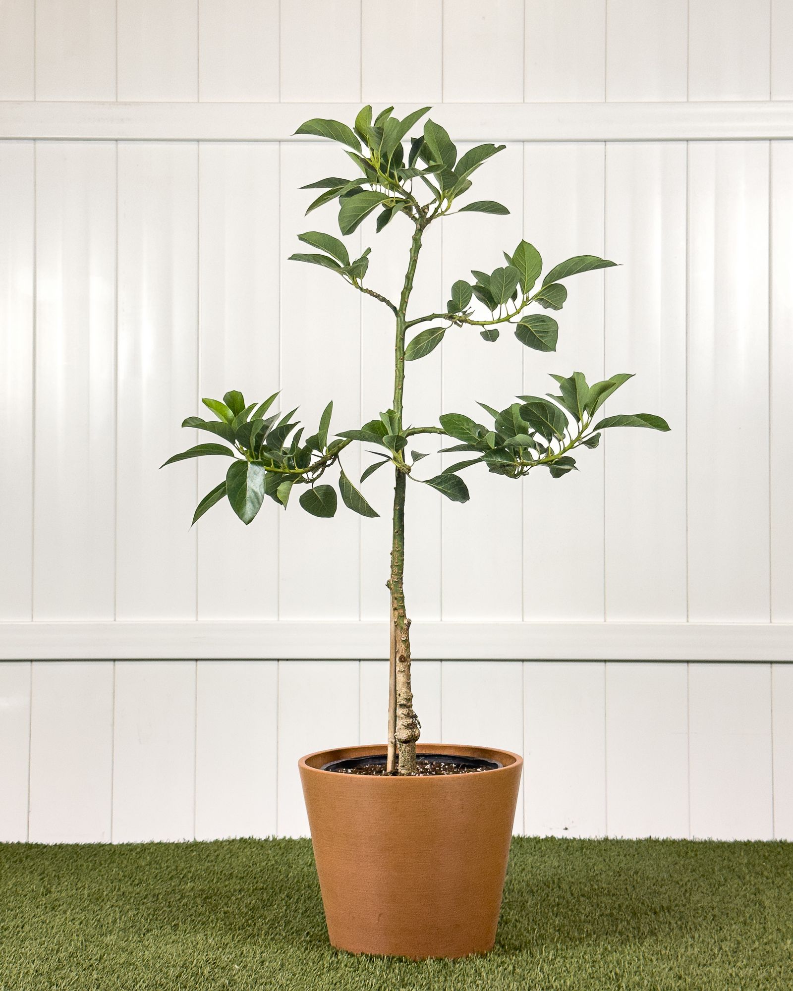Russell Avocado Tree | PlantVine