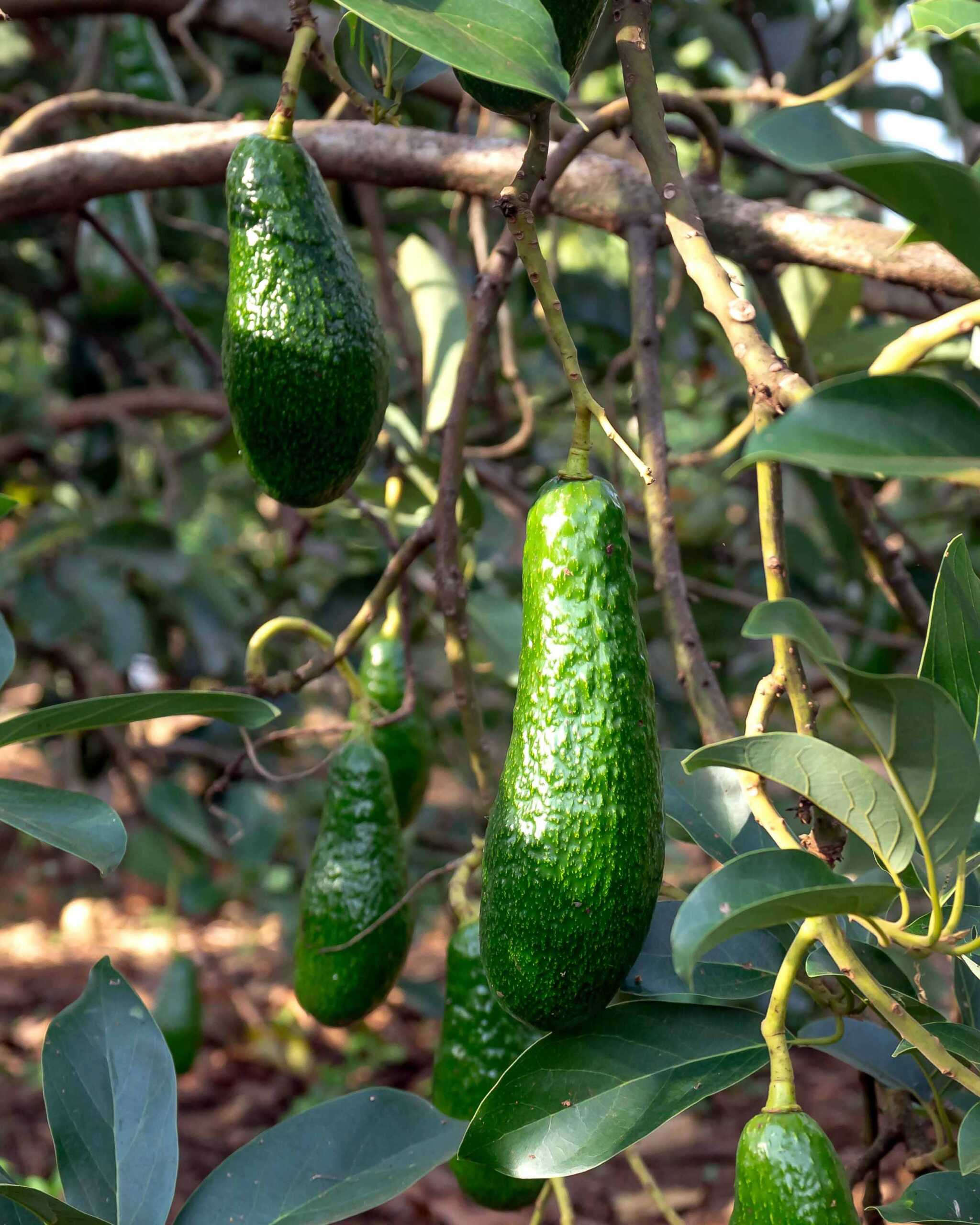 Russell Avocado Tree | PlantVine