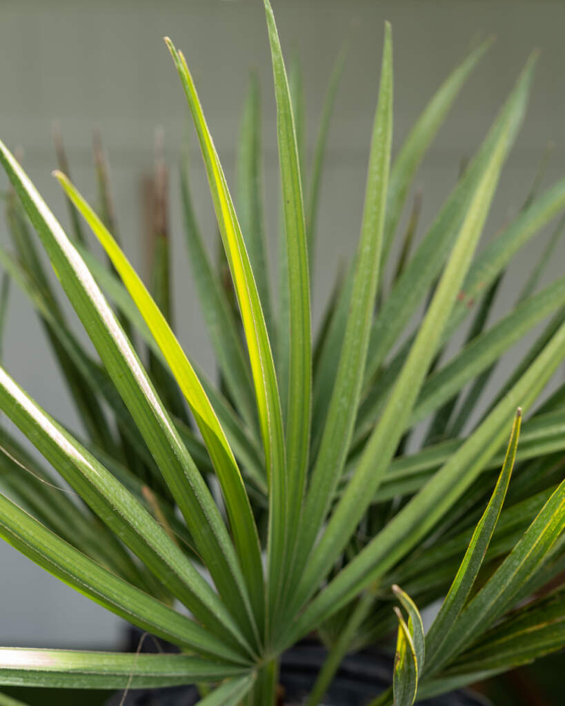 Dwarf Blue-Stem Palmetto | PlantVine