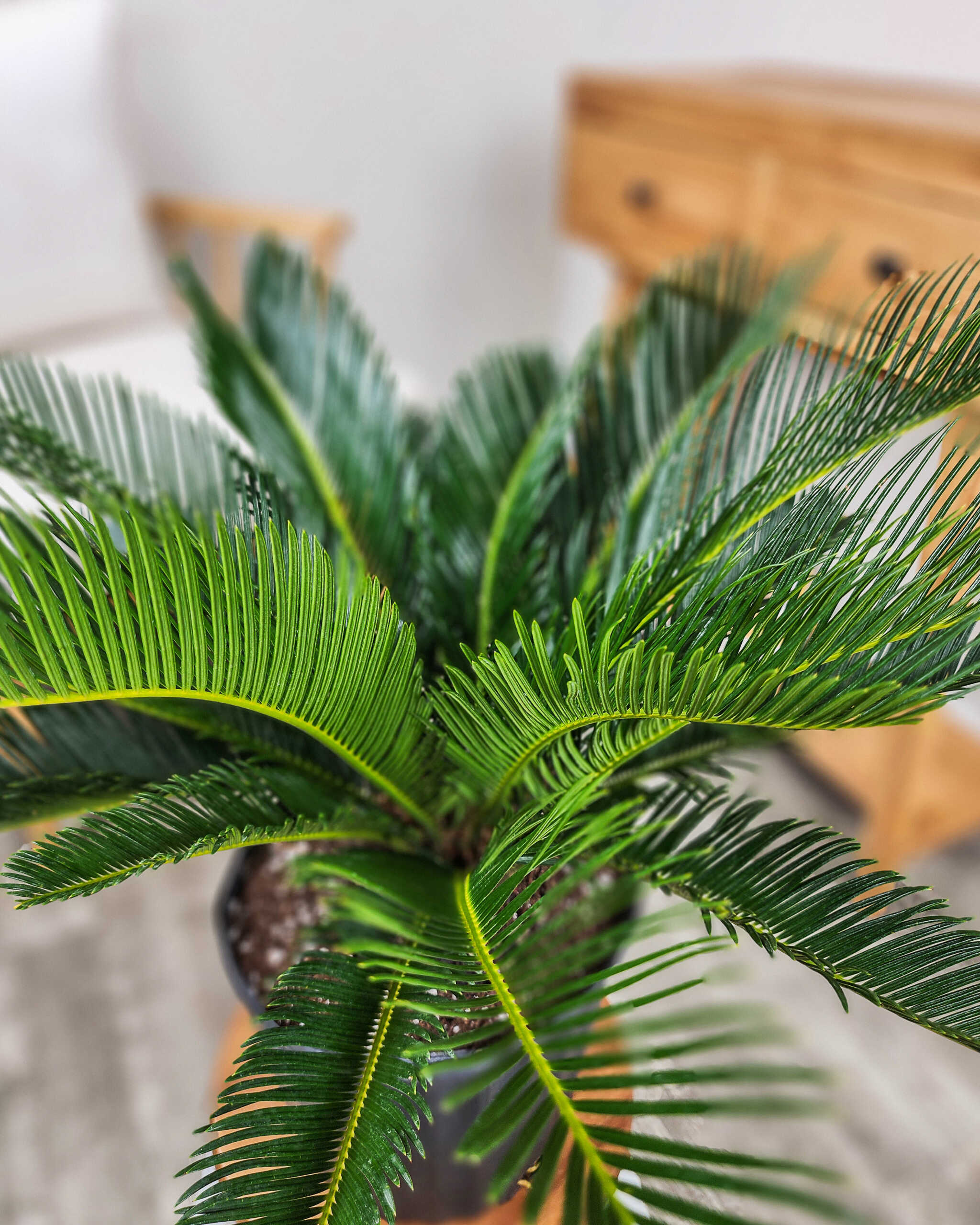 King Sago Palm | PlantVine