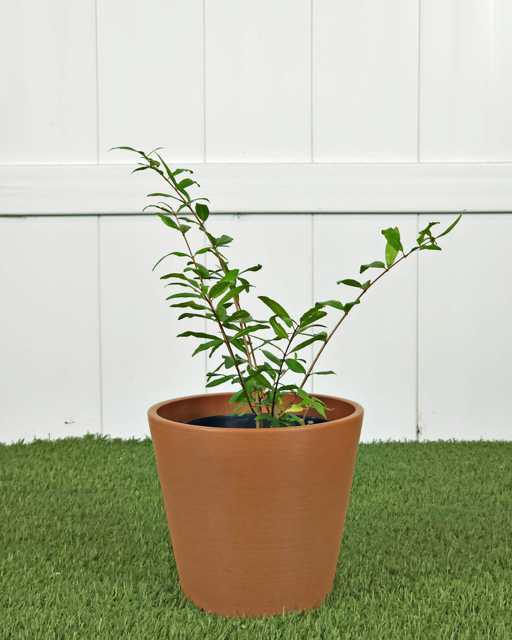 Salavatski Pomegranate Tree | PlantVine