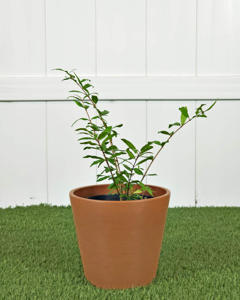 Salavatski Pomegranate Tree | PlantVine