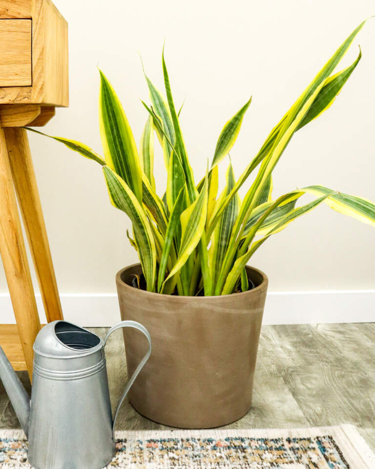 Sansevieria trifasciata ‘Lauren’, Snake Plant | PlantVine