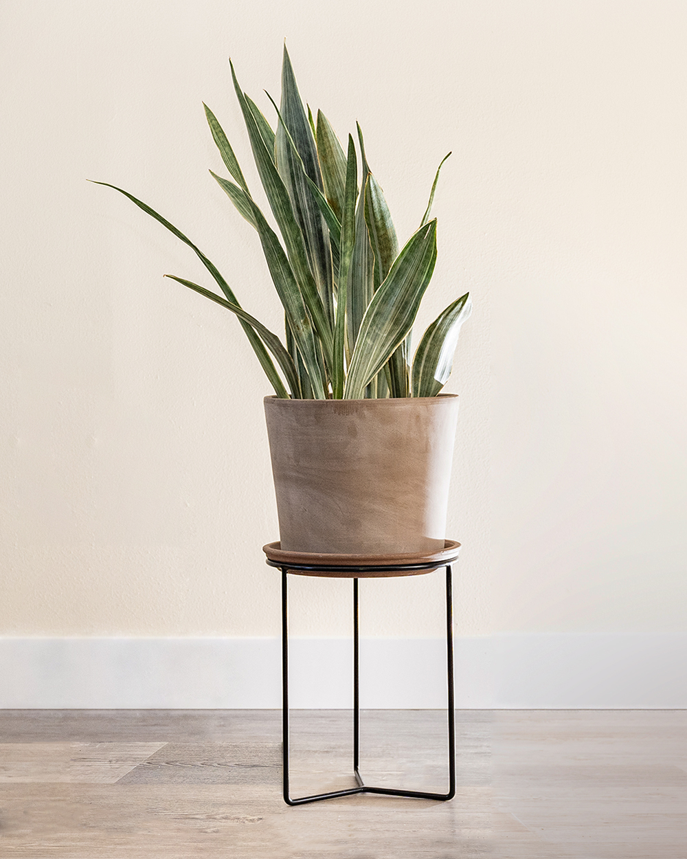 Buy Sansevieria Sayuri, Snake Plant | Free Shipping over $100
