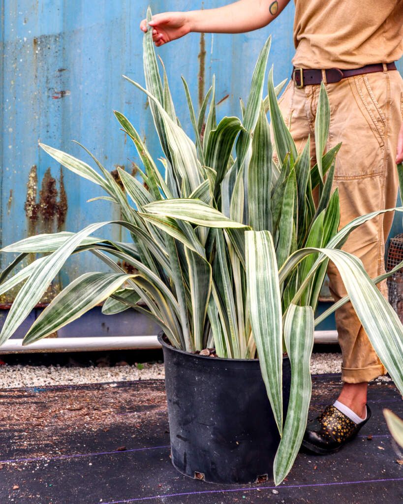 Sansevieria Sayuri, Snake Plant | PlantVine